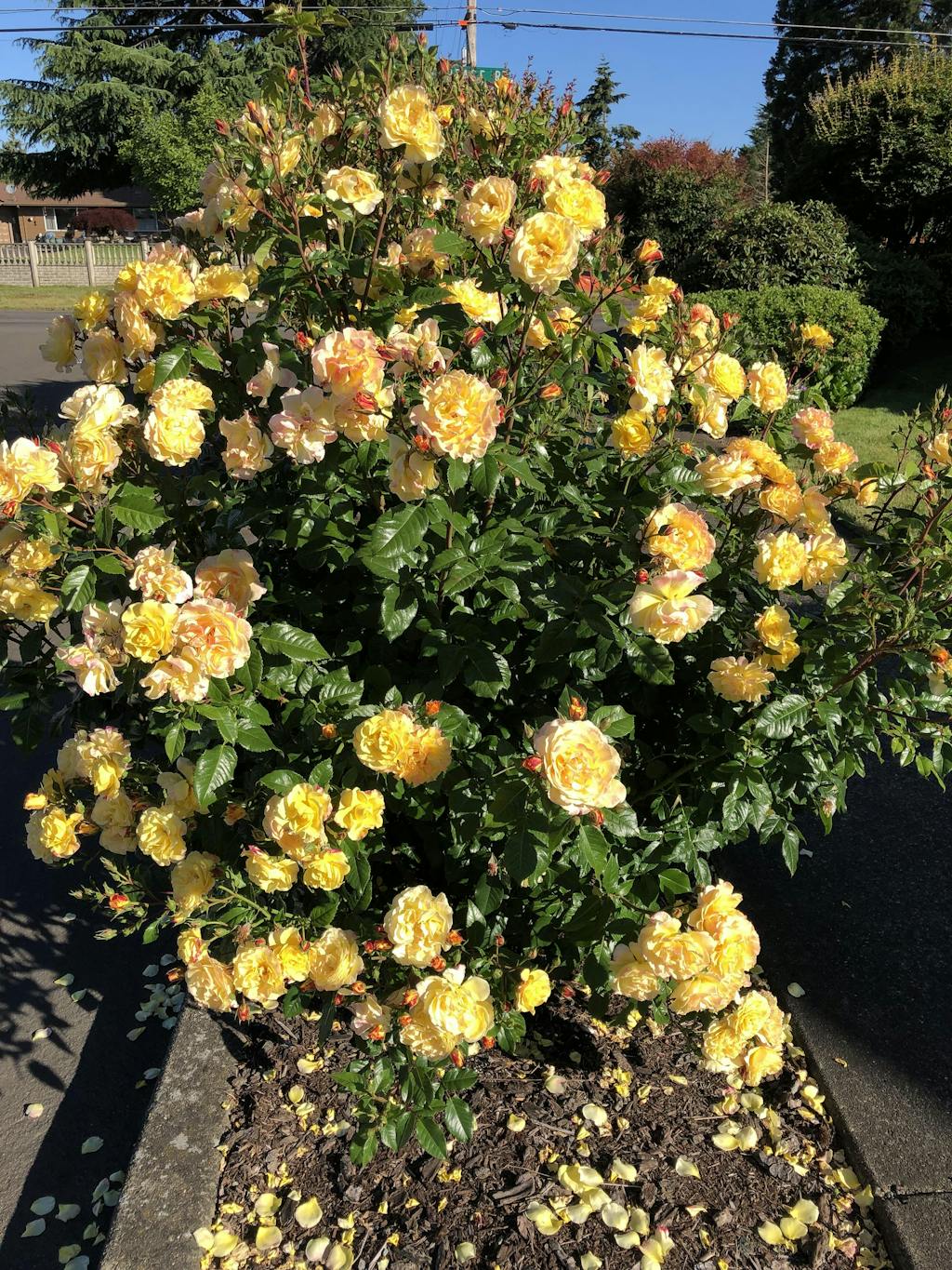 Rugelda Rugosa Rose | Yellow Rose Bush – Heirloom Roses