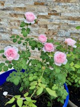 100% Natural Mint Compost – Heirloom Roses