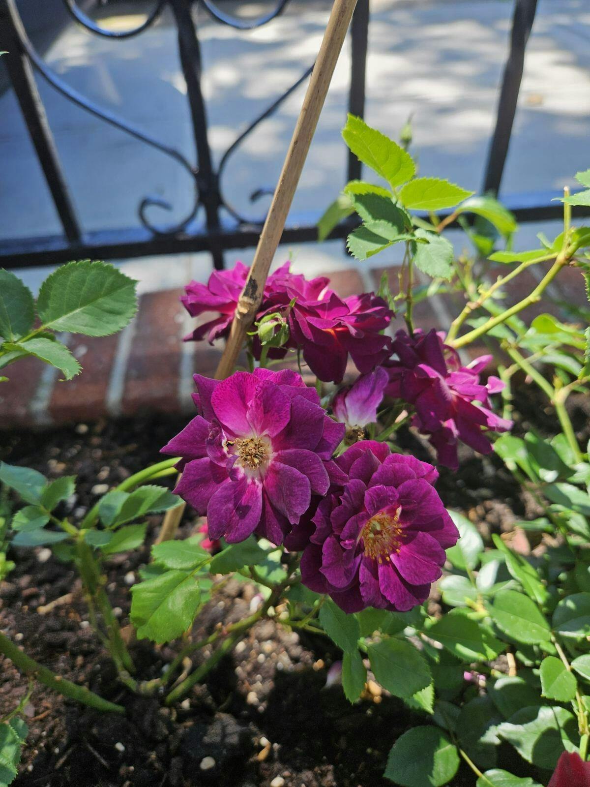 Midnight Blue Rose - Shrub - Very Fragrant – Heirloom Roses