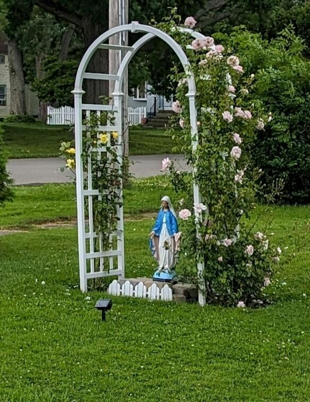 New Dawn Rose - Pink Climbing Roses - Fragrant Rose Plants – Heirloom Roses