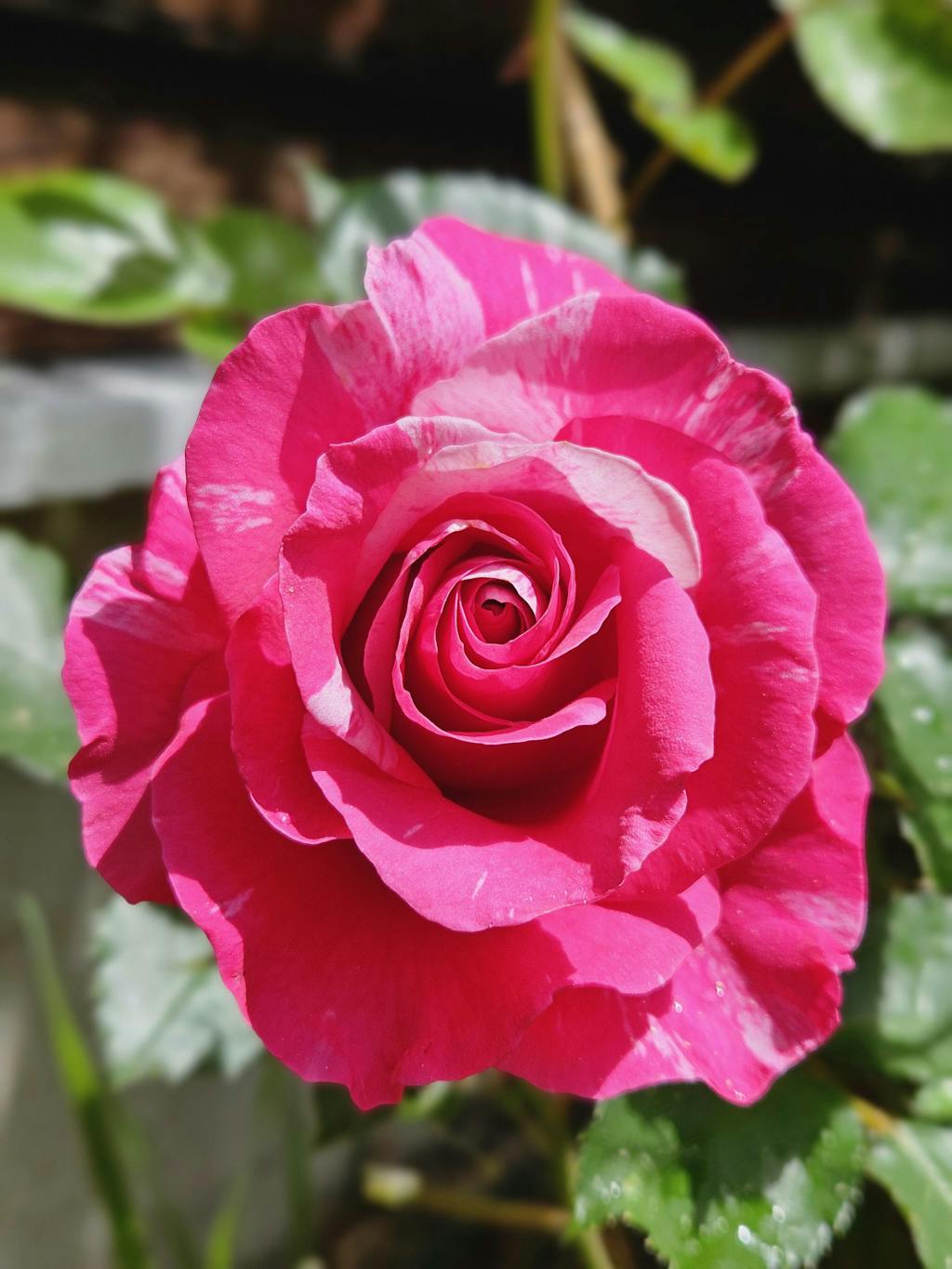 Parade Day™ – Heirloom Roses