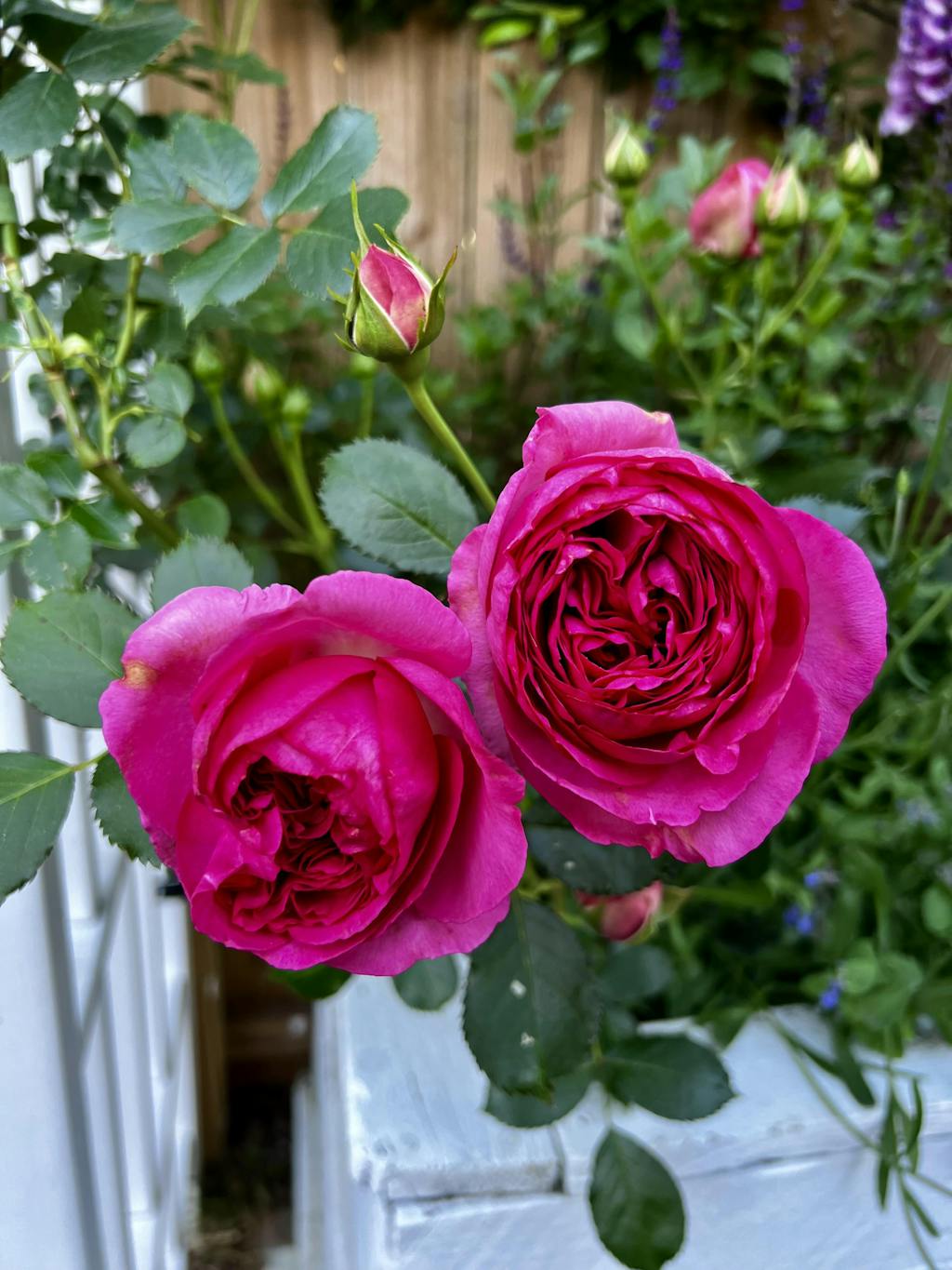 Pretty In Pink Eden Rose - Climbing Roses - Lightly Fragrant – Heirloom ...