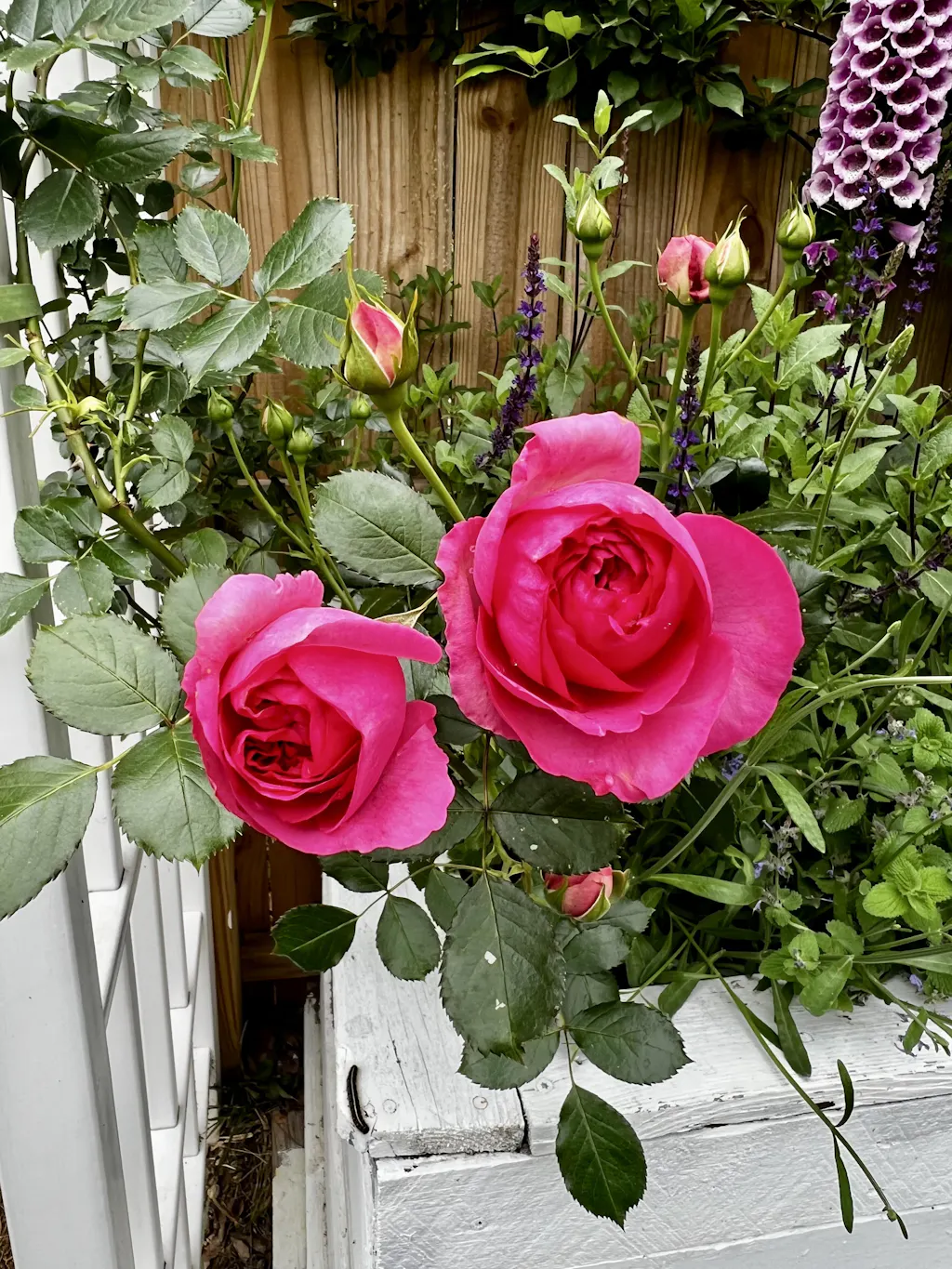 Pretty In Pink Eden Rose - Climbing Roses - Lightly Fragrant – Heirloom ...