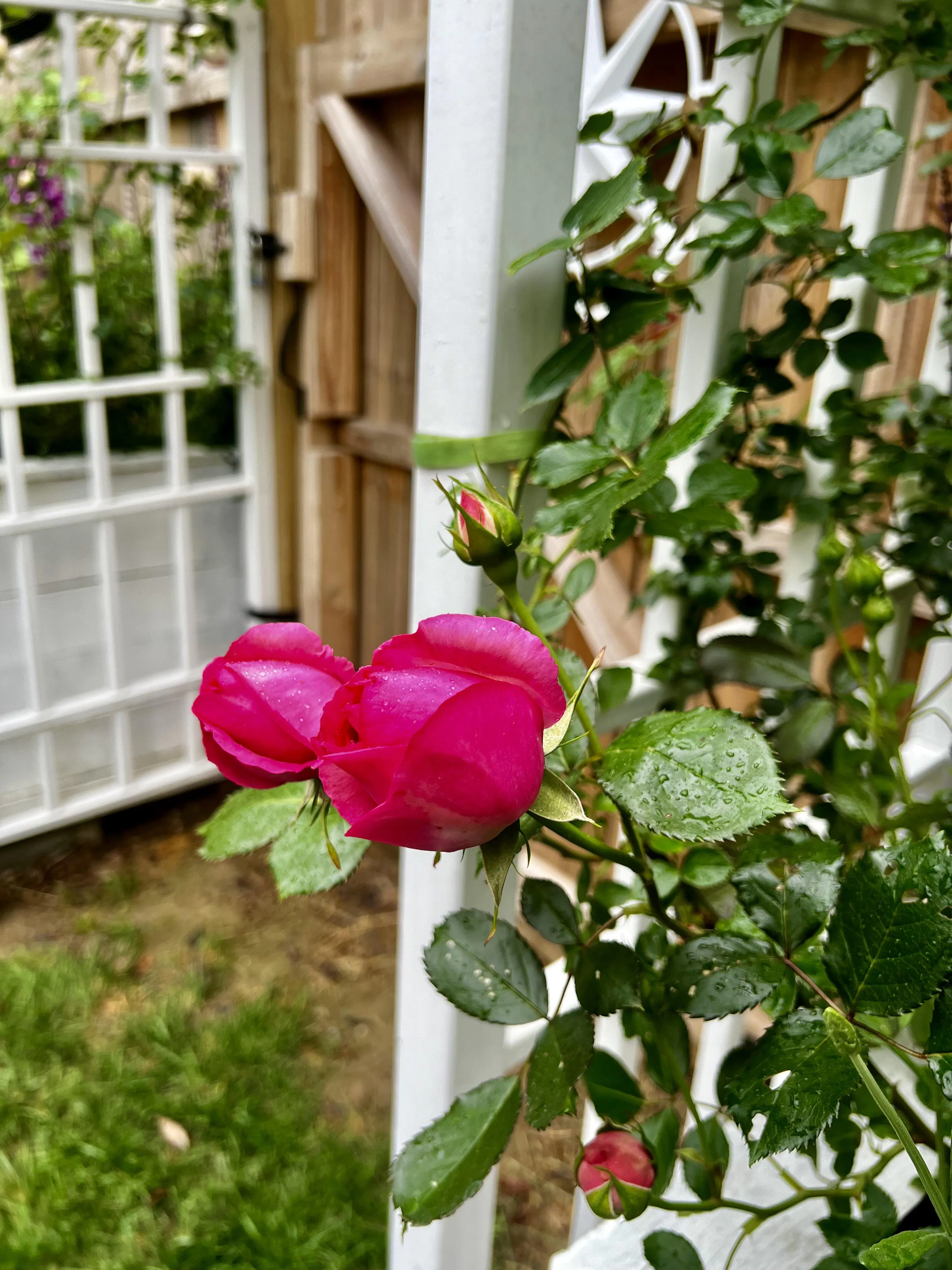 Pretty In Pink Eden Rose - Climbing Roses - Lightly Fragrant – Heirloom ...