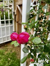 Pretty In Pink Eden Rose - Climbing Roses - Lightly Fragrant – Heirloom ...