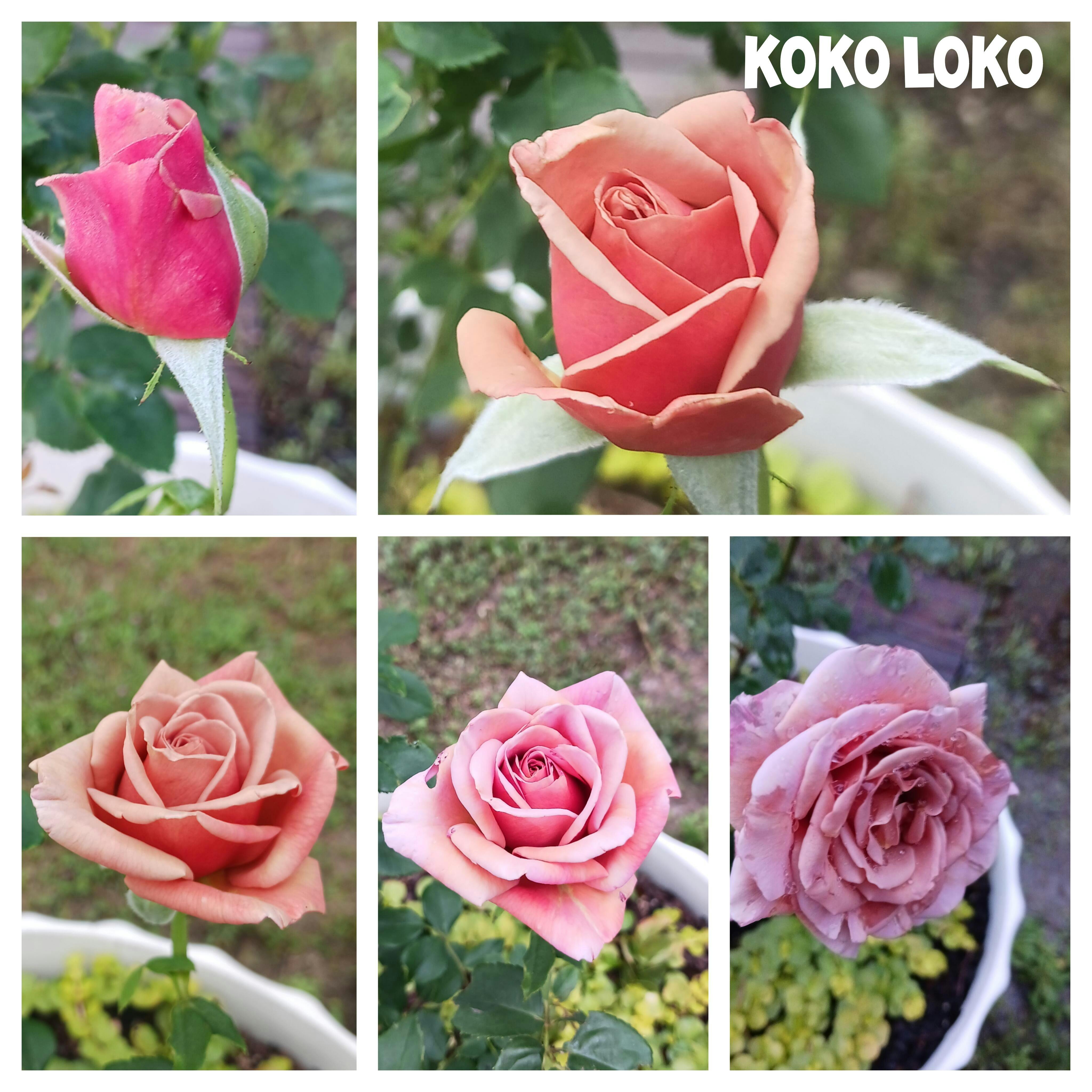 Koko Loko Rose - Floribunda - Moderately Fragrant – Heirloom Roses
