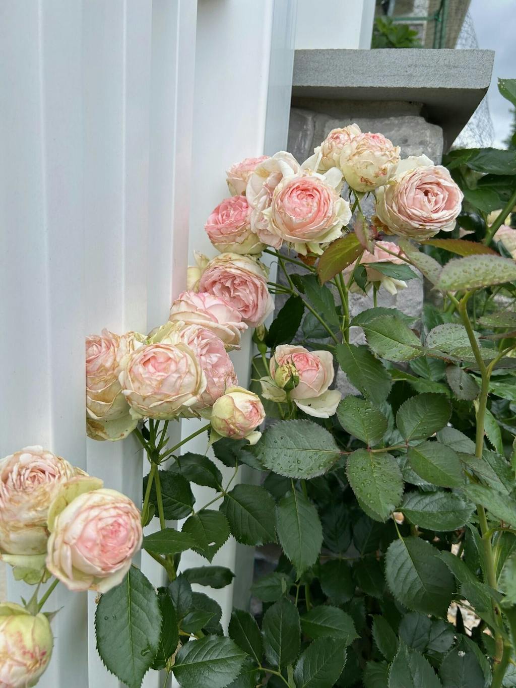 Eden Rose - Climbing Roses - Lightly Fragrant – Heirloom Roses