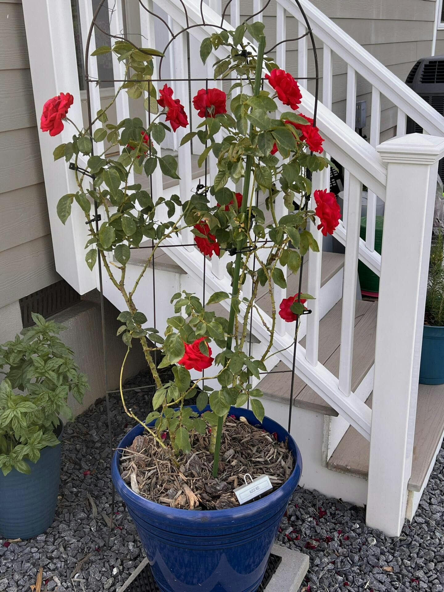 Alec's Red Rose - Hybrid Tea - Exceptionally Fragrant – Heirloom Roses