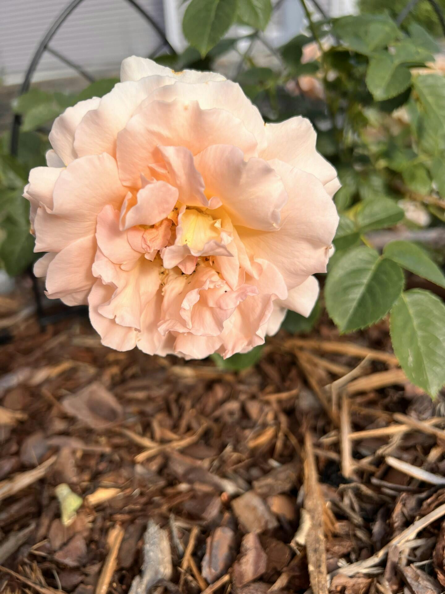 Polka Rose - Climbing Roses - Very Fragrant – Heirloom Roses