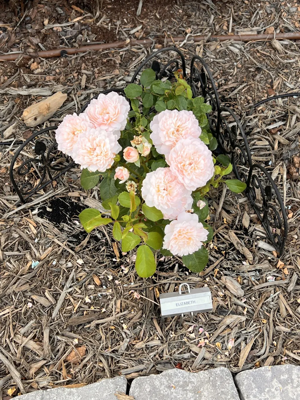 Queen Elizabeth Grandiflora Rose | Pink Rose Plant – Heirloom