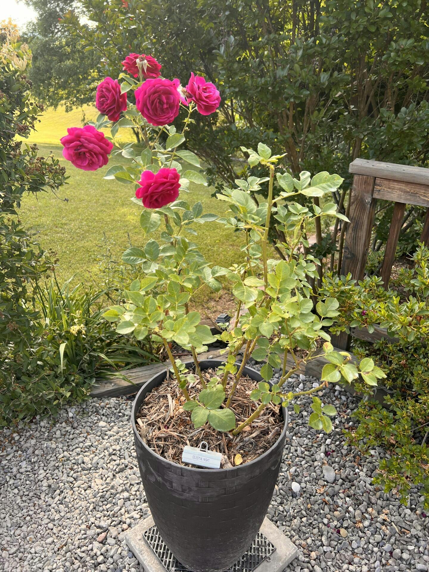 Celestial Night™ – Heirloom Roses