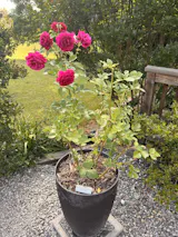 Celestial Night™ – Heirloom Roses