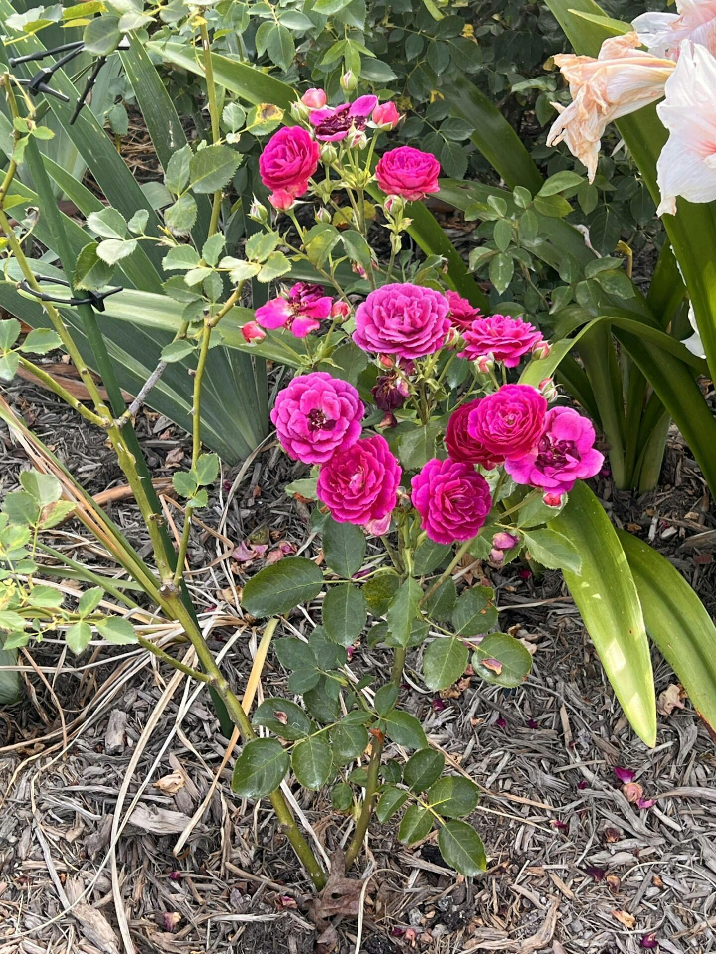 Ebb Tide Rose - Floribunda - Exceptionally Fragrant – Heirloom Roses