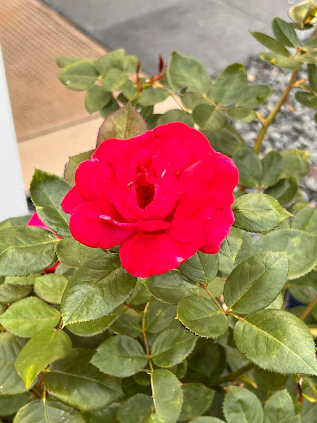 Sweet Spirit™ – Heirloom Roses