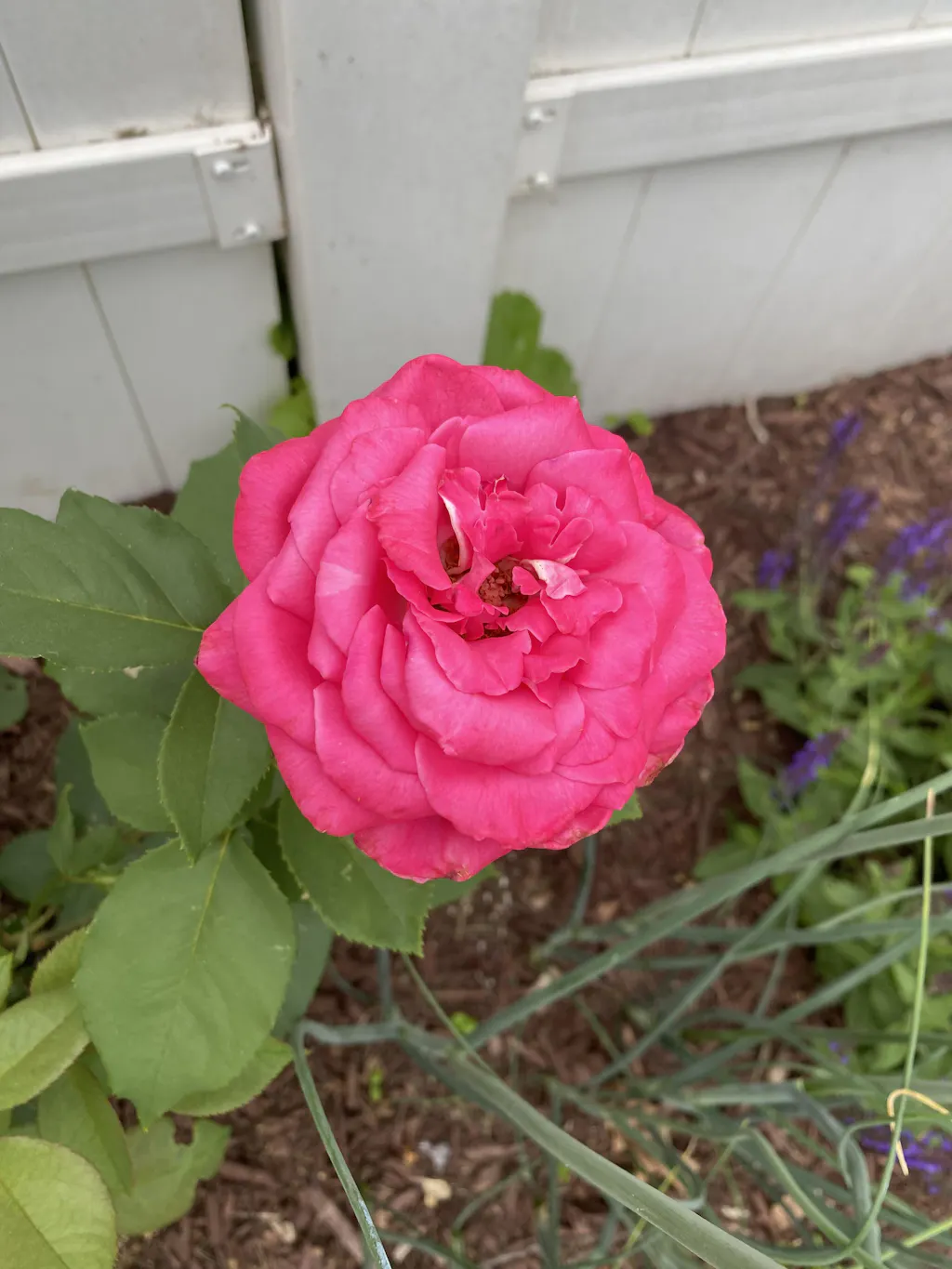 Peter Mayle – Heirloom Roses