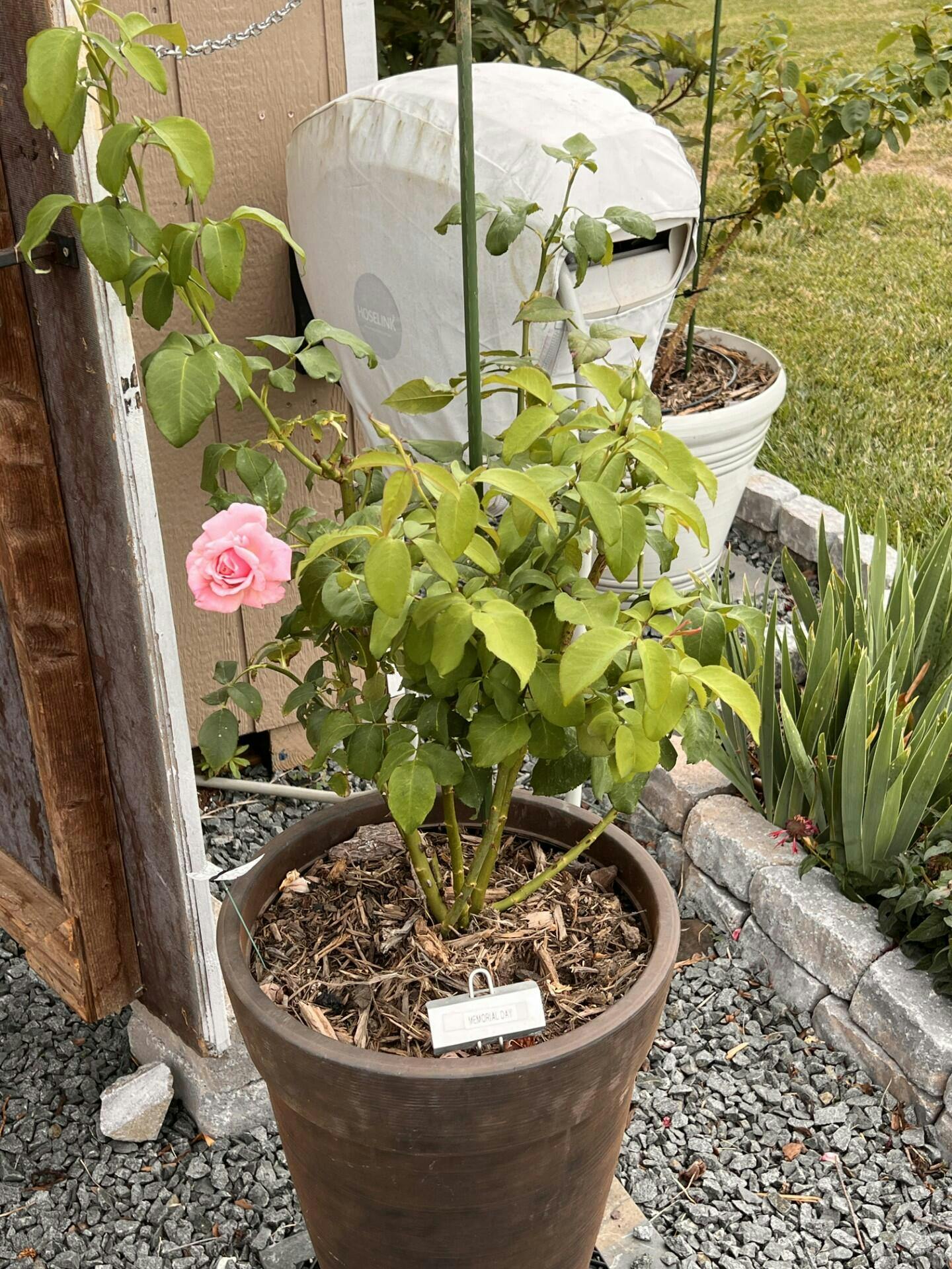 Memorial Day Rose - Hybrid Tea - Exceptionally Fragrant – Heirloom Roses