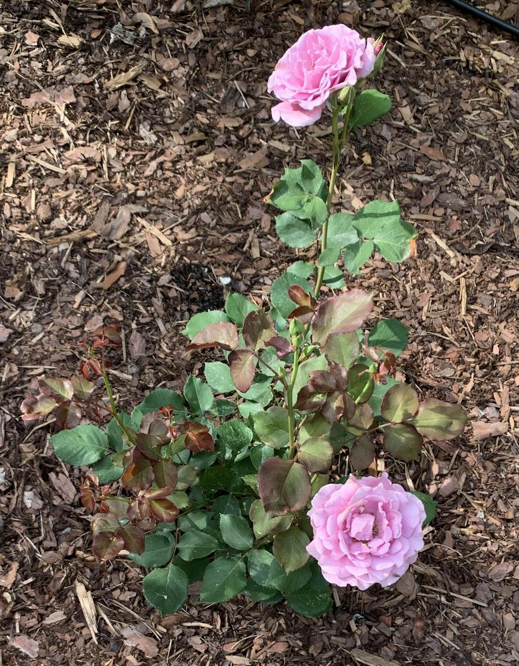 Angel Face Rose - Floribunda - Exceptionally Fragrant – Heirloom Roses