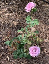 Angel Face Rose - Floribunda - Exceptionally Fragrant – Heirloom Roses