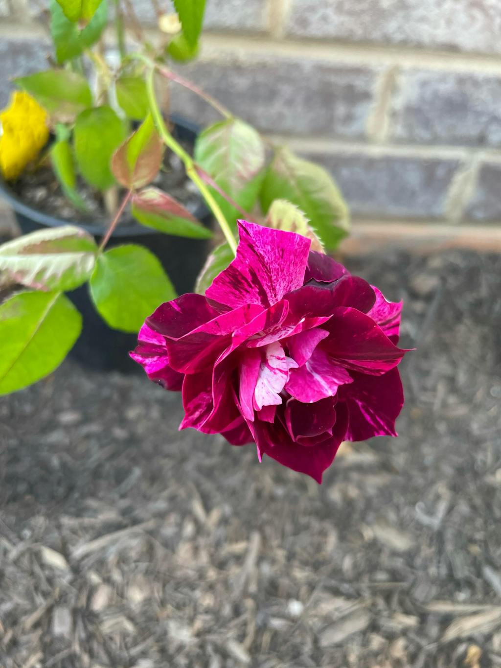 Purple Tiger | Purple Floribunda Rose Bush – Heirloom Roses