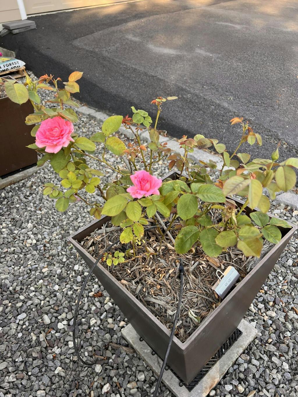 Aunt Honey Rose - Hardy - Very Fragrant – Heirloom Roses