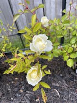 The Pilgrim Rose - David Austin - Exceptionally Fragrant – Heirloom Roses