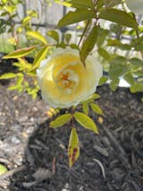 The Pilgrim Rose - David Austin - Exceptionally Fragrant – Heirloom Roses