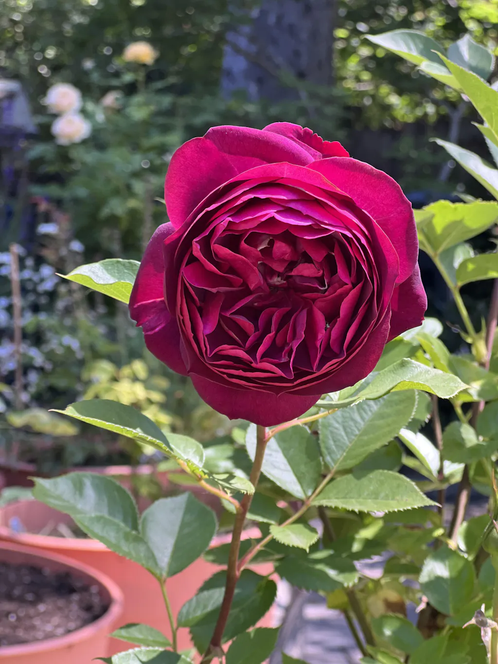 Celestial Night™ – Heirloom Roses