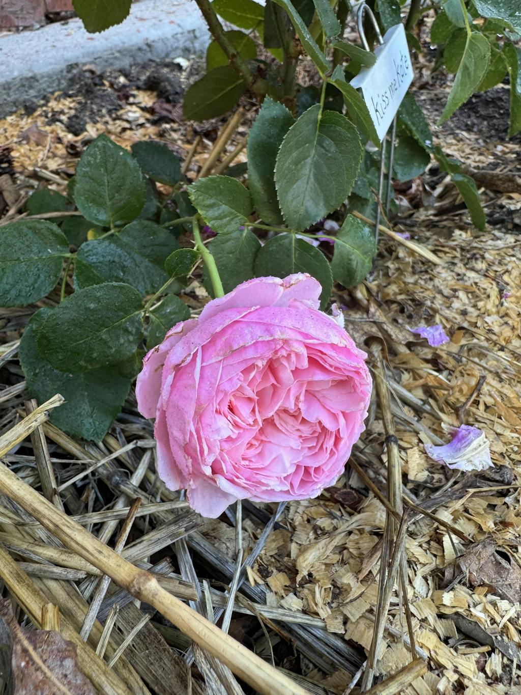 Kiss Me Kate – Heirloom Roses