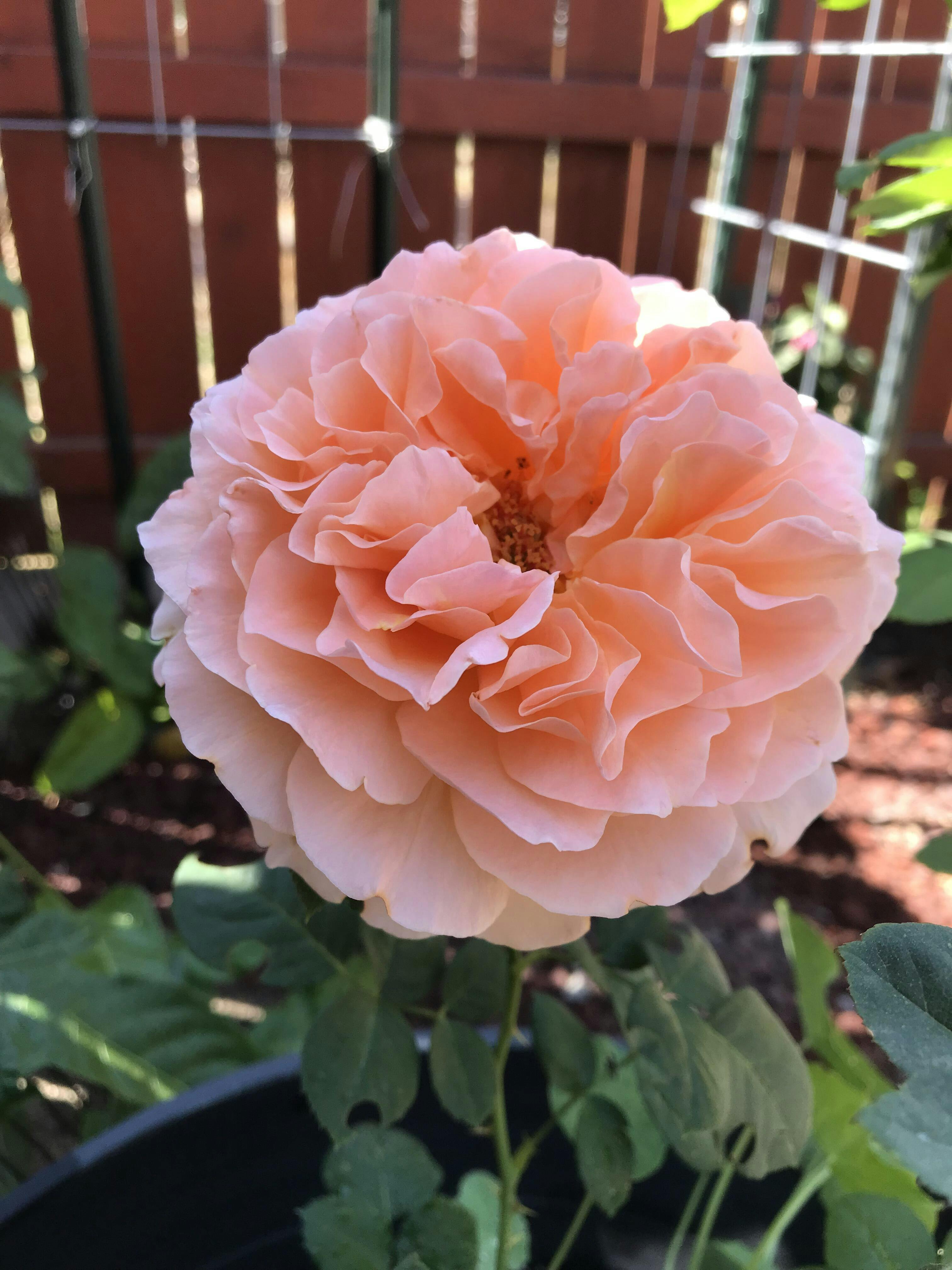 Polka Rose - Climbing Roses - Very Fragrant – Heirloom Roses