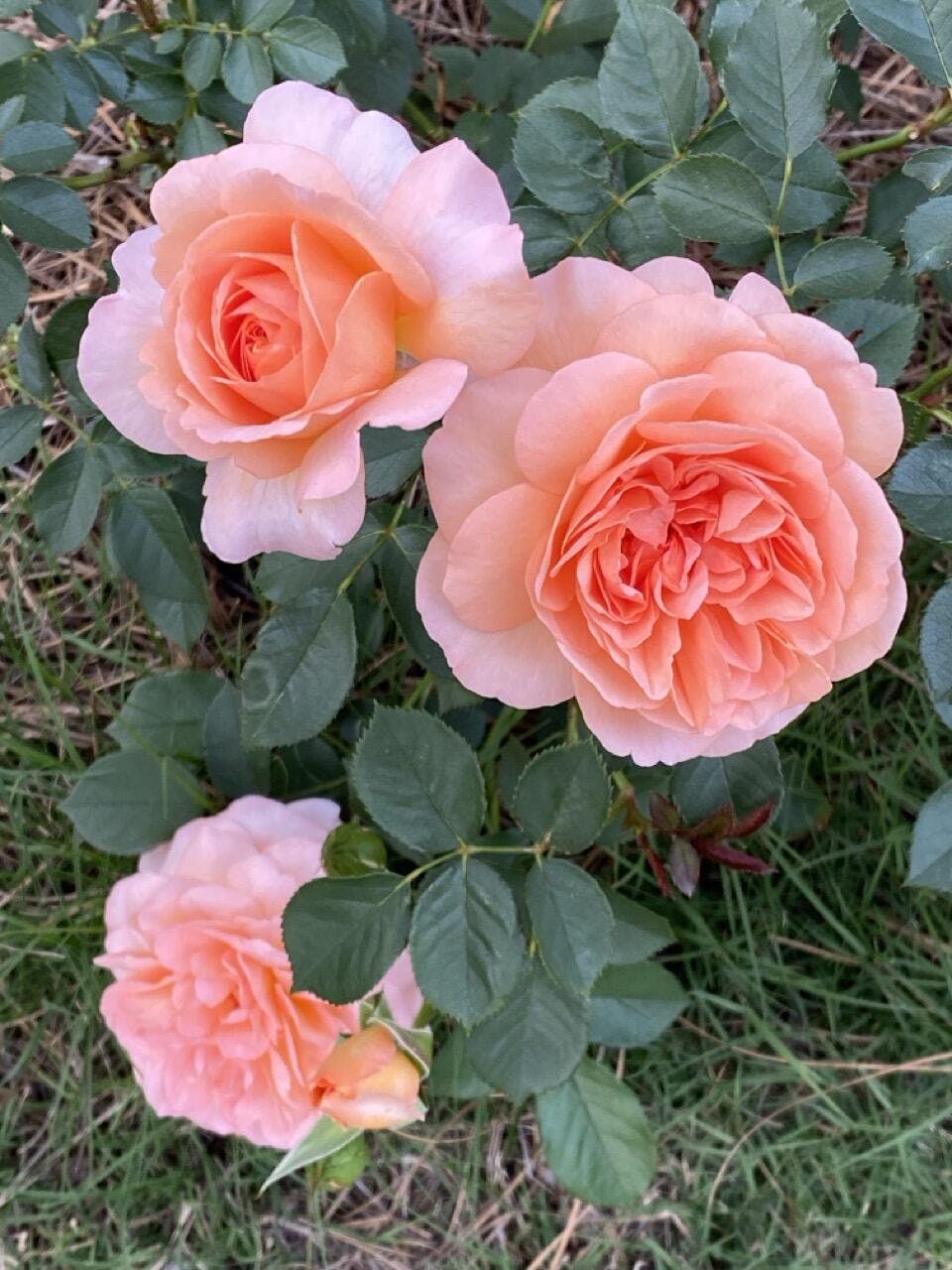 Louise Clements Rose - Shrub - Very Fragrant – Heirloom Roses
