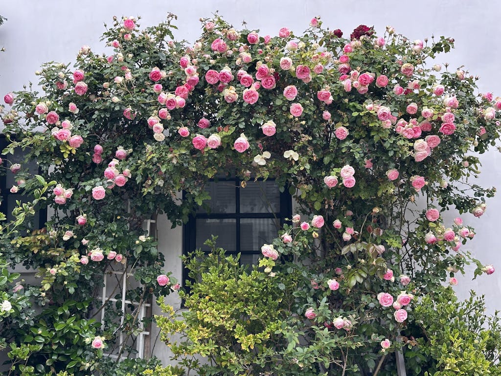 Eden Rose - Climbing Roses - Lightly Fragrant – Heirloom Roses