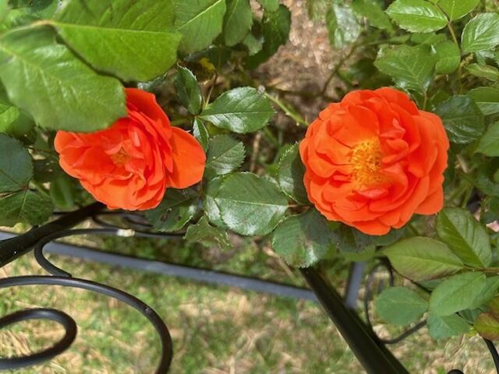 Above All™ | Orange Climbing Roses Rose Bush – Heirloom Roses