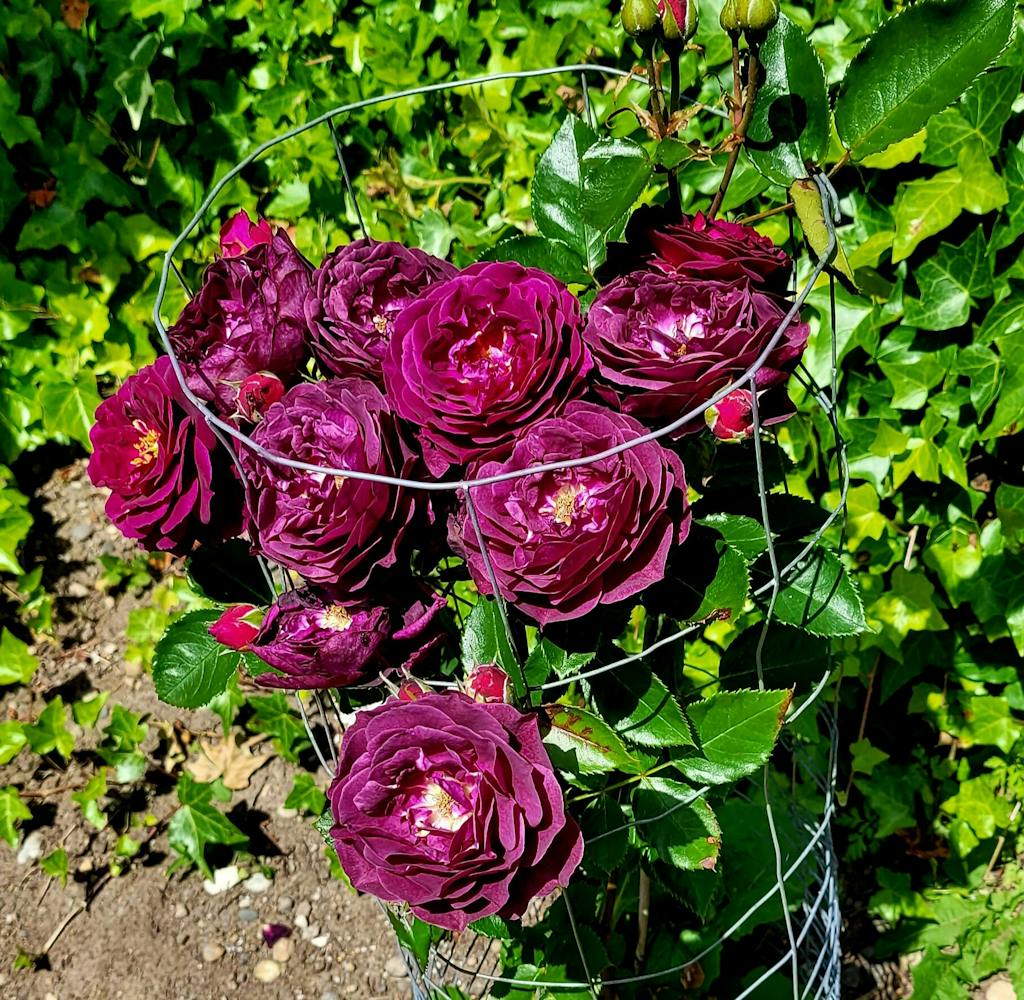 Ebb Tide Rose - Floribunda - Exceptionally Fragrant – Heirloom Roses