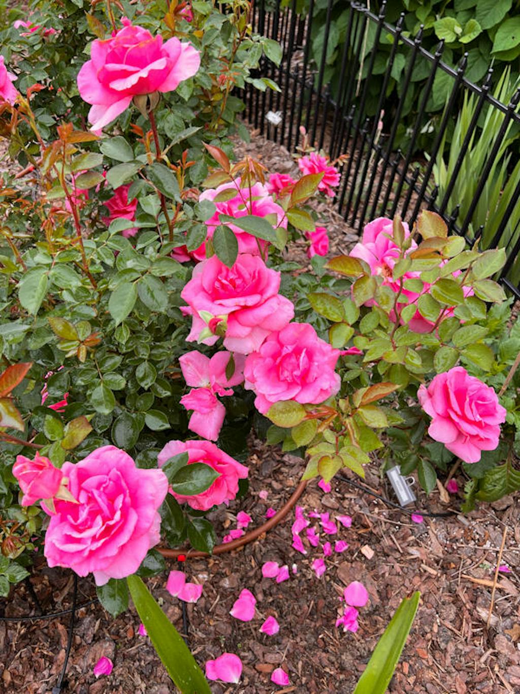 Country Dancer Hardy Rose | Fragrant Rose Plant – Heirloom Roses