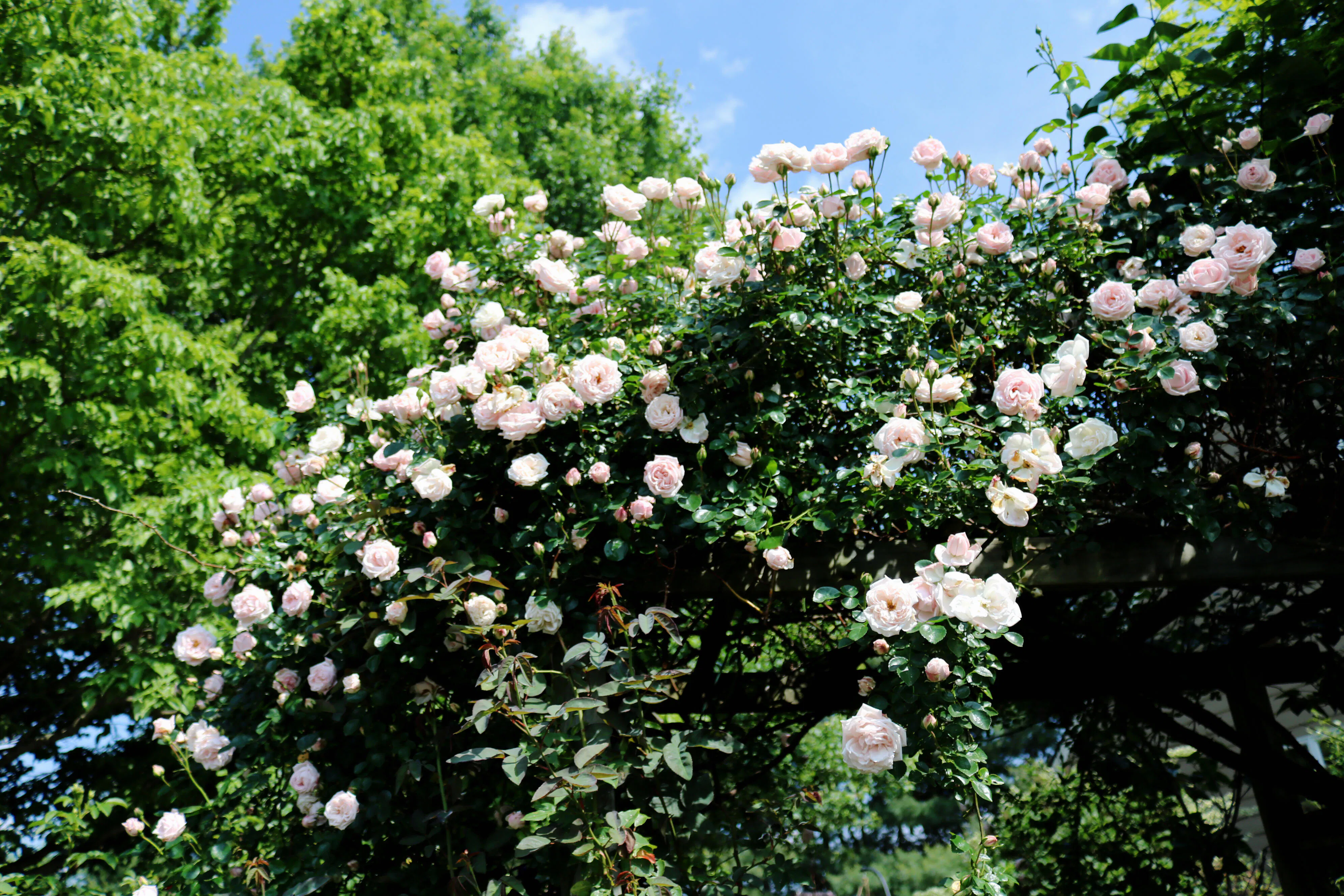New Dawn Rose - Pink Climbing Roses - Fragrant Rose Plants – Heirloom Roses