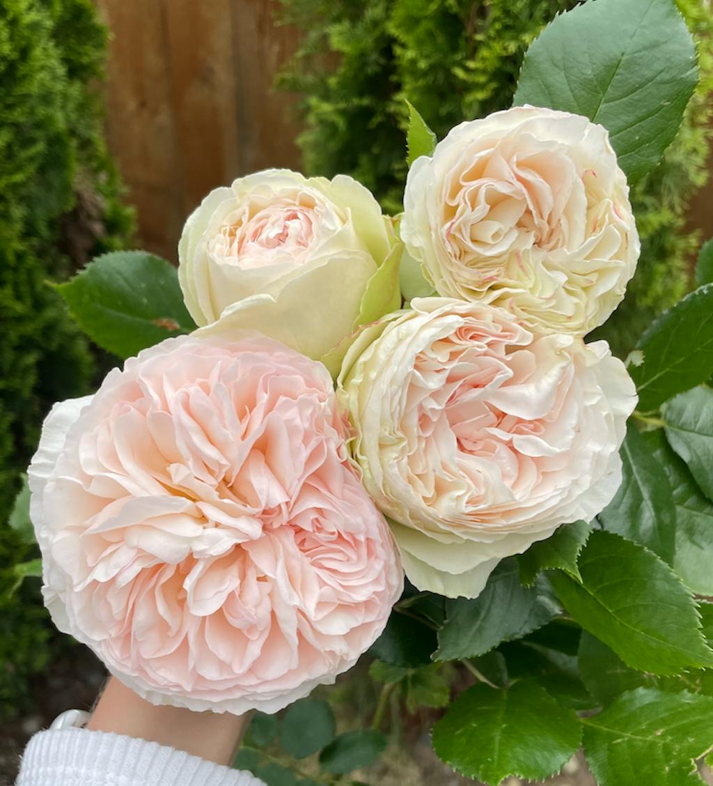 White Eden Rose - Climbing Roses - Lightly Fragrant – Heirloom Roses