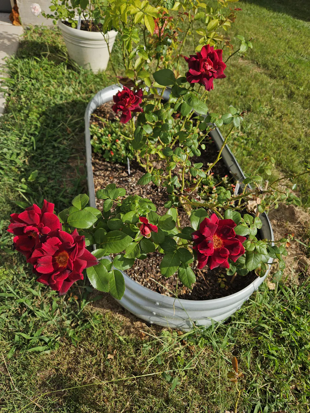 Dark Night Hybrid Tea Rose | Colorful Rose Bush – Heirloom
