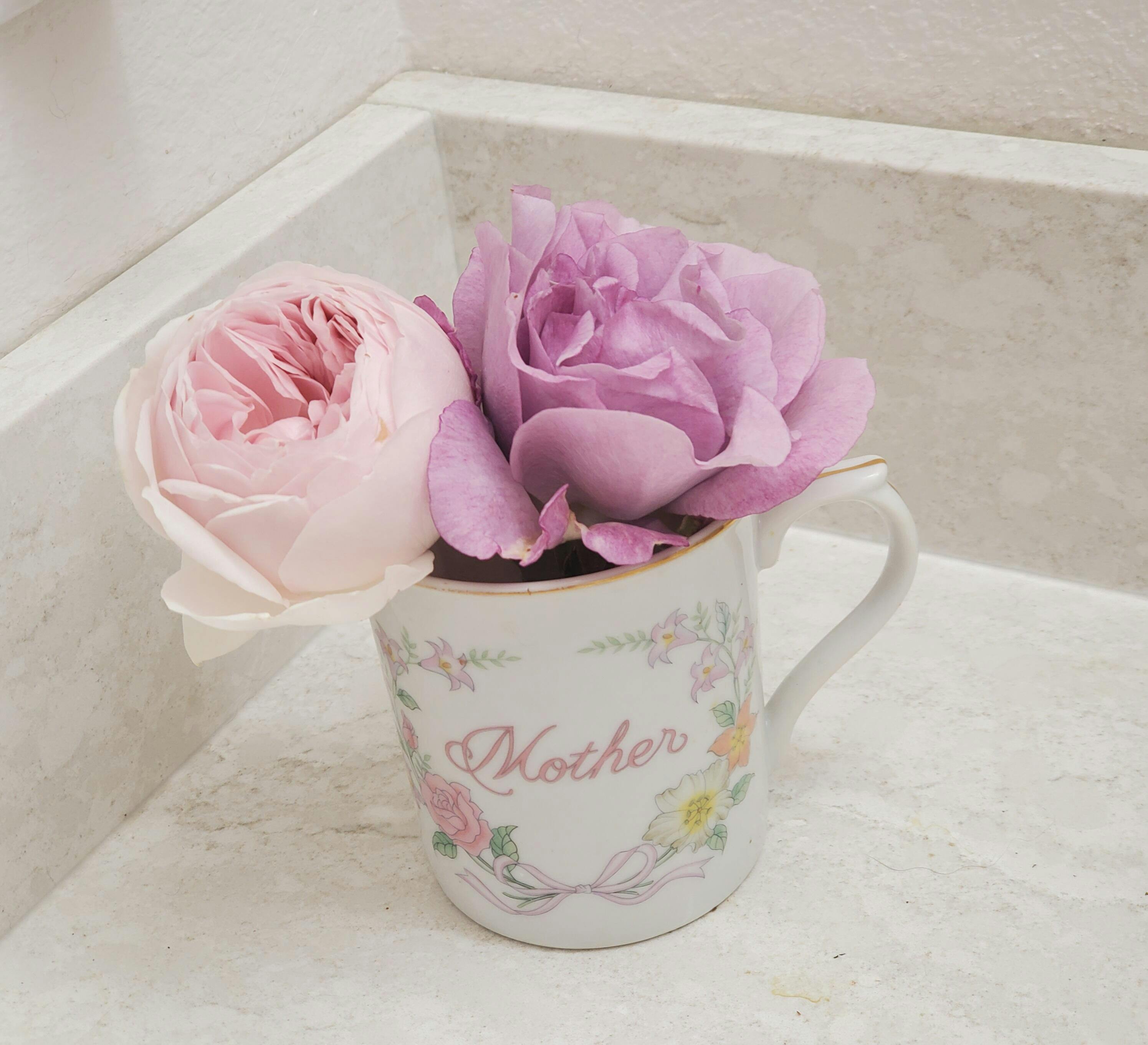 Violet's Pride Rose - Floribunda - Very Fragrant – Heirloom Roses