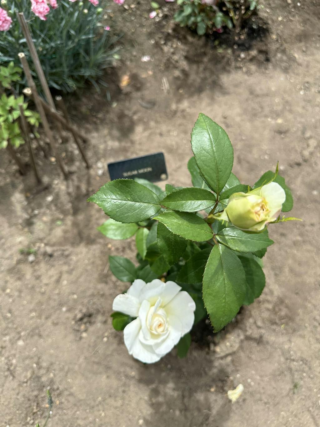 Sugar Moon Hybrid Tea Rose |Fragrant Rose Plant – Heirloom Roses