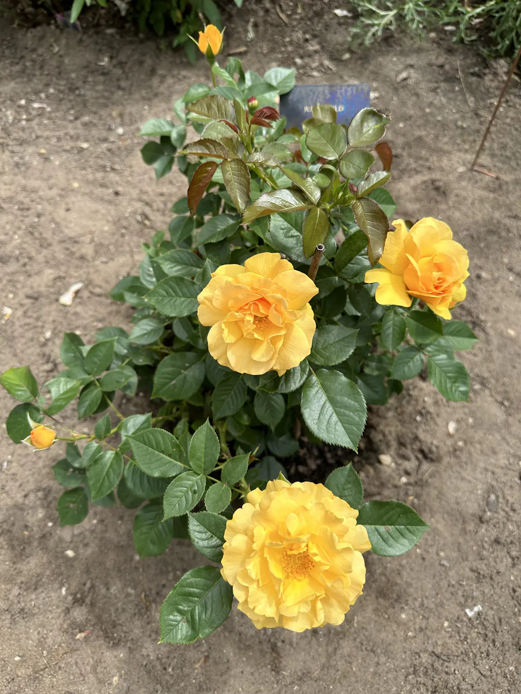 Sugar Moon Hybrid Tea Rose |Fragrant Rose Plant – Heirloom Roses