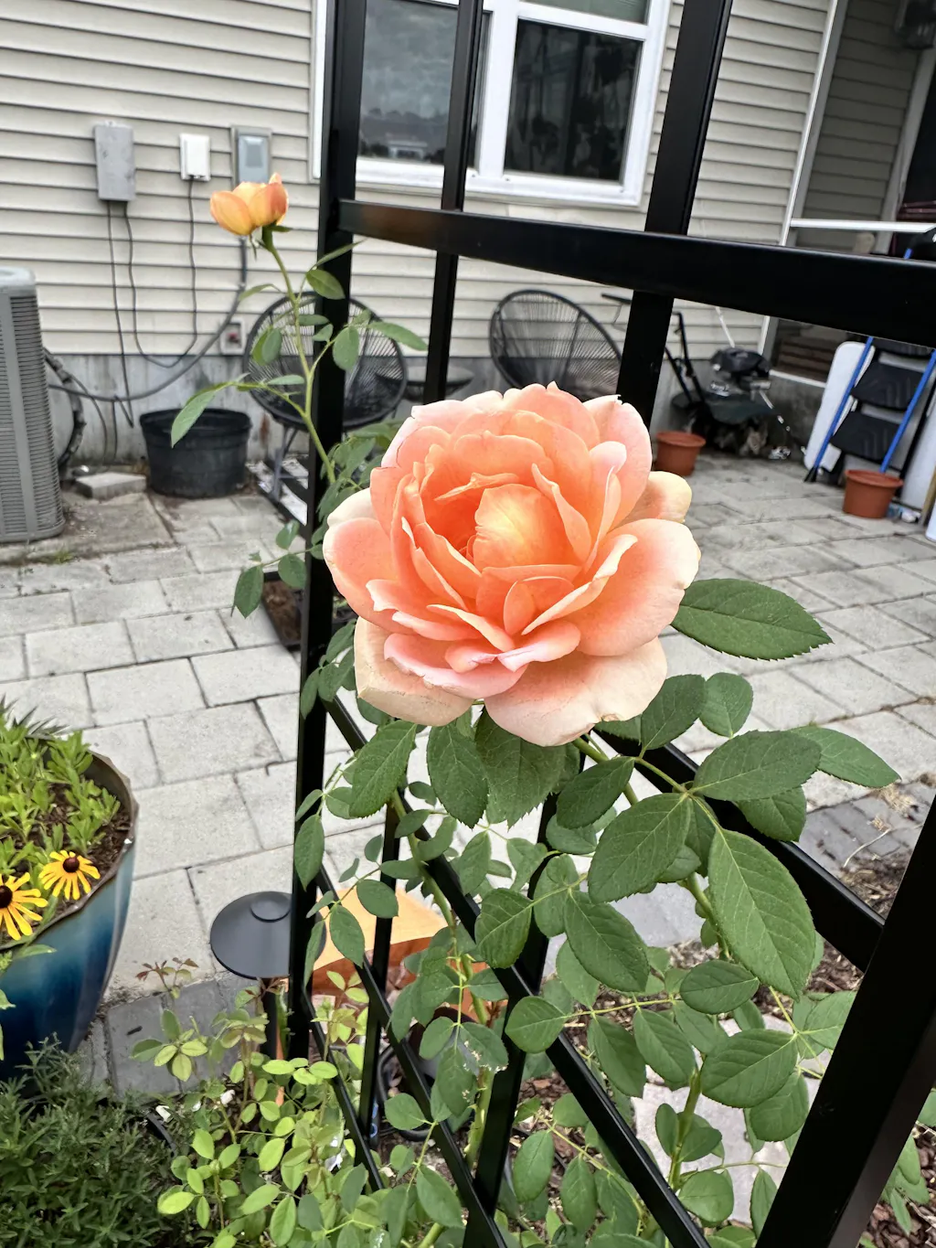 Lady Of Shalott – Heirloom Roses