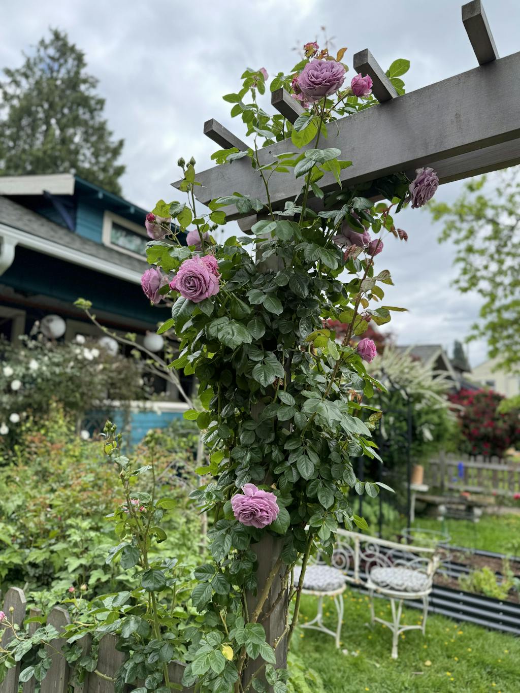 Quicksilver Rose - Climbing Roses - Moderately Fragrant – Heirloom Roses