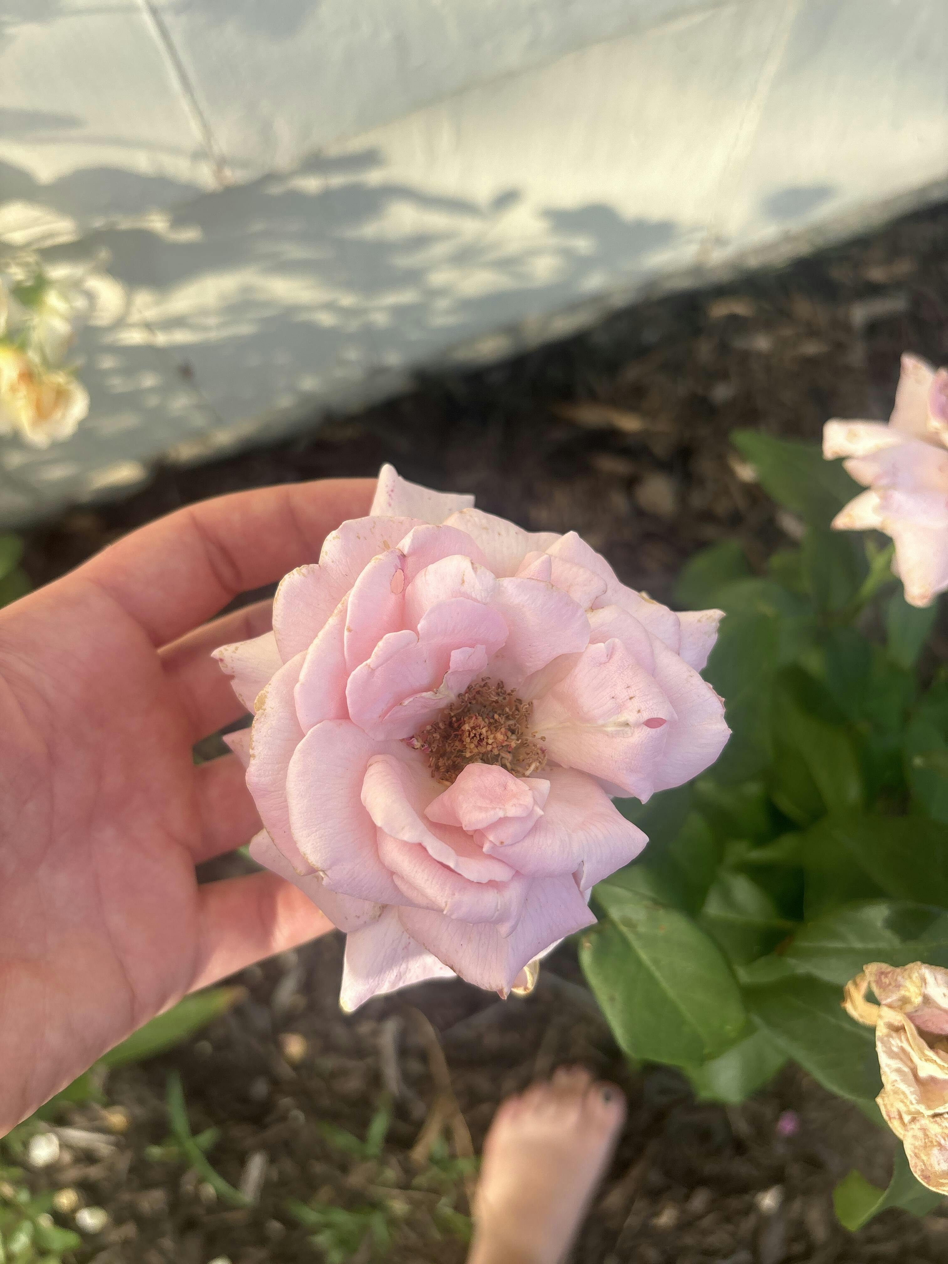 Memorial Day Rose - Hybrid Tea - Exceptionally Fragrant – Heirloom Roses