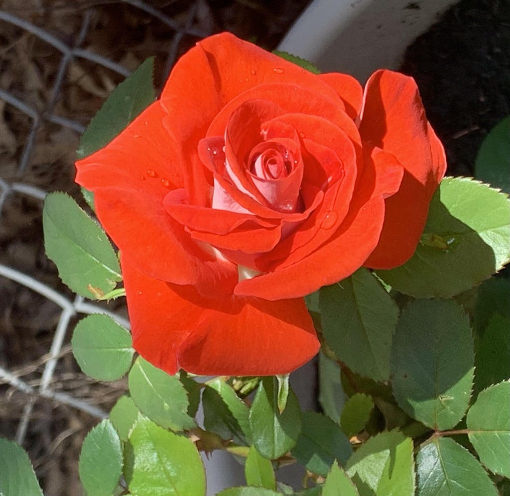 Smokin Hot Hybrid Tea Rose | Colorful Rose Bush – Heirloom Roses
