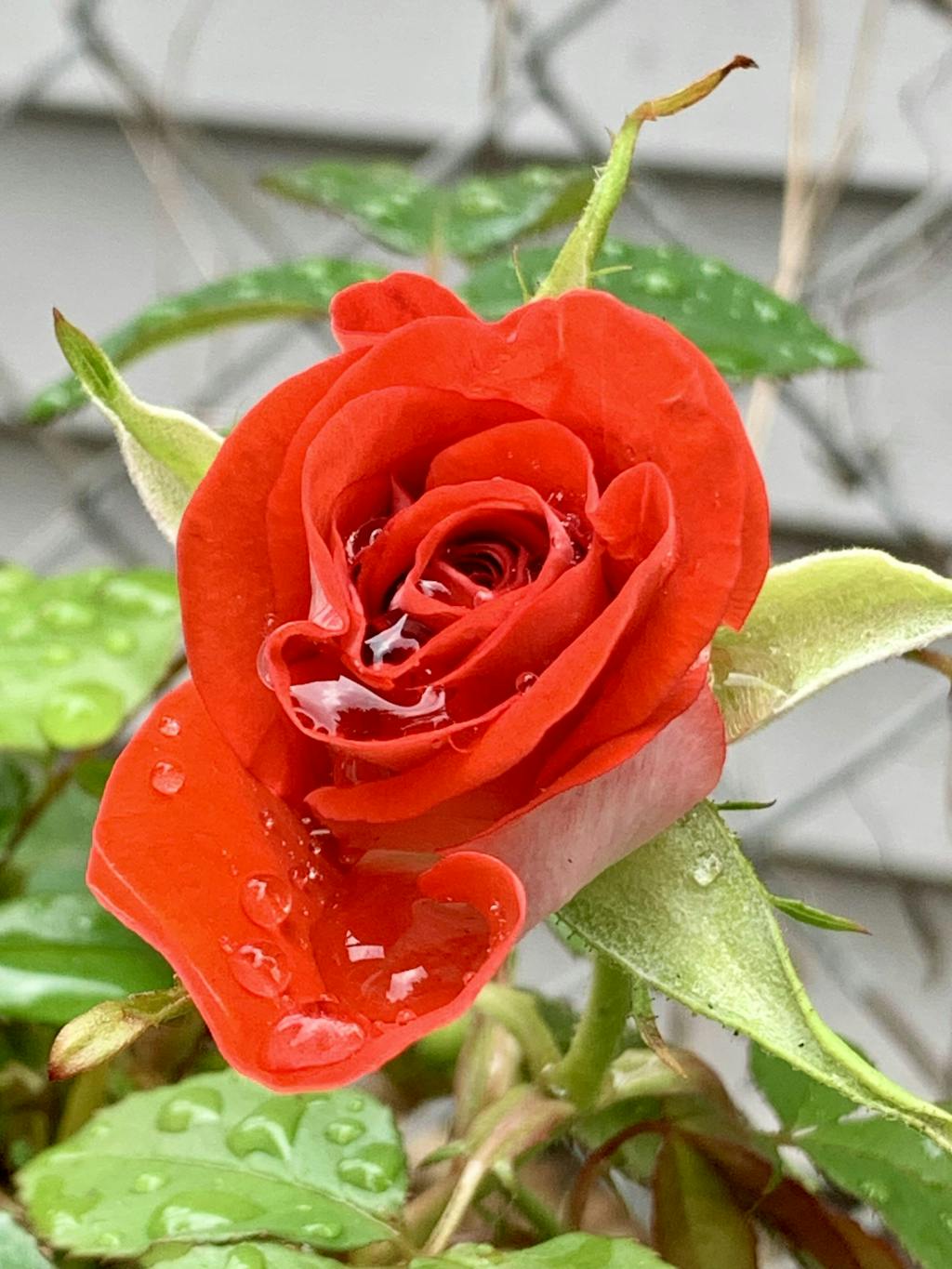 Smokin Hot Hybrid Tea Rose | Colorful Rose Bush – Heirloom Roses