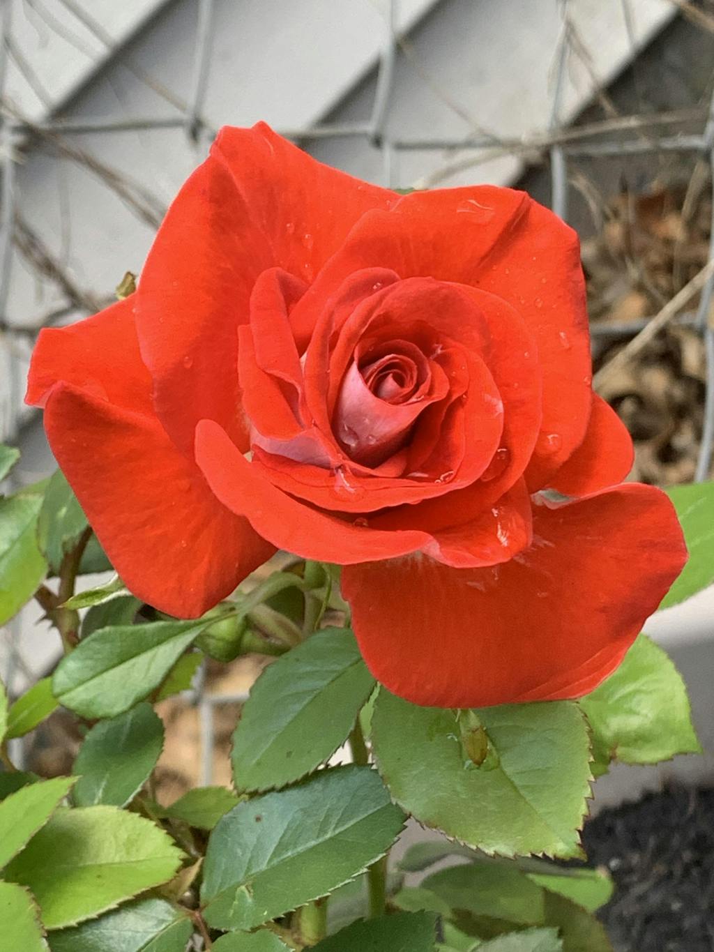 Smokin Hot Hybrid Tea Rose | Colorful Rose Bush – Heirloom Roses