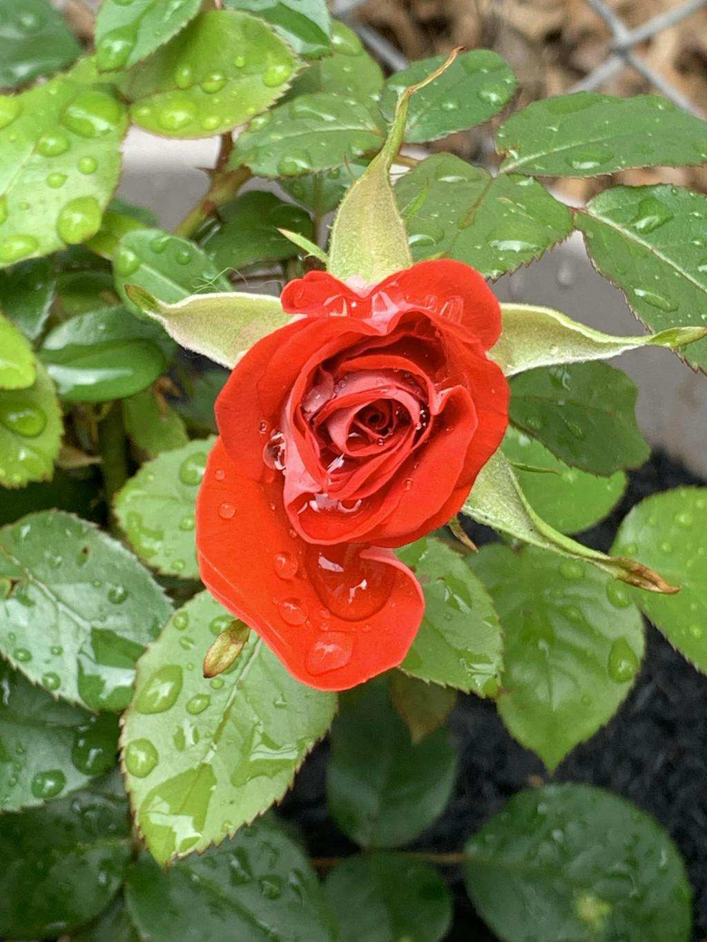 Smokin Hot Hybrid Tea Rose | Colorful Rose Bush – Heirloom Roses