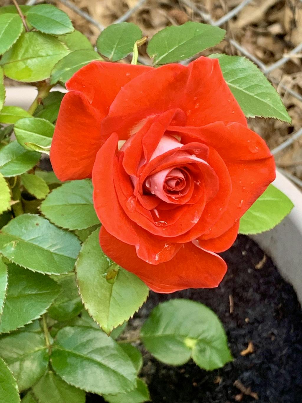 Smokin Hot Hybrid Tea Rose | Colorful Rose Bush – Heirloom Roses