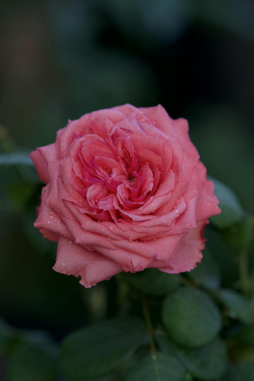 Loves Me, Loves Me Not™ – Heirloom Roses