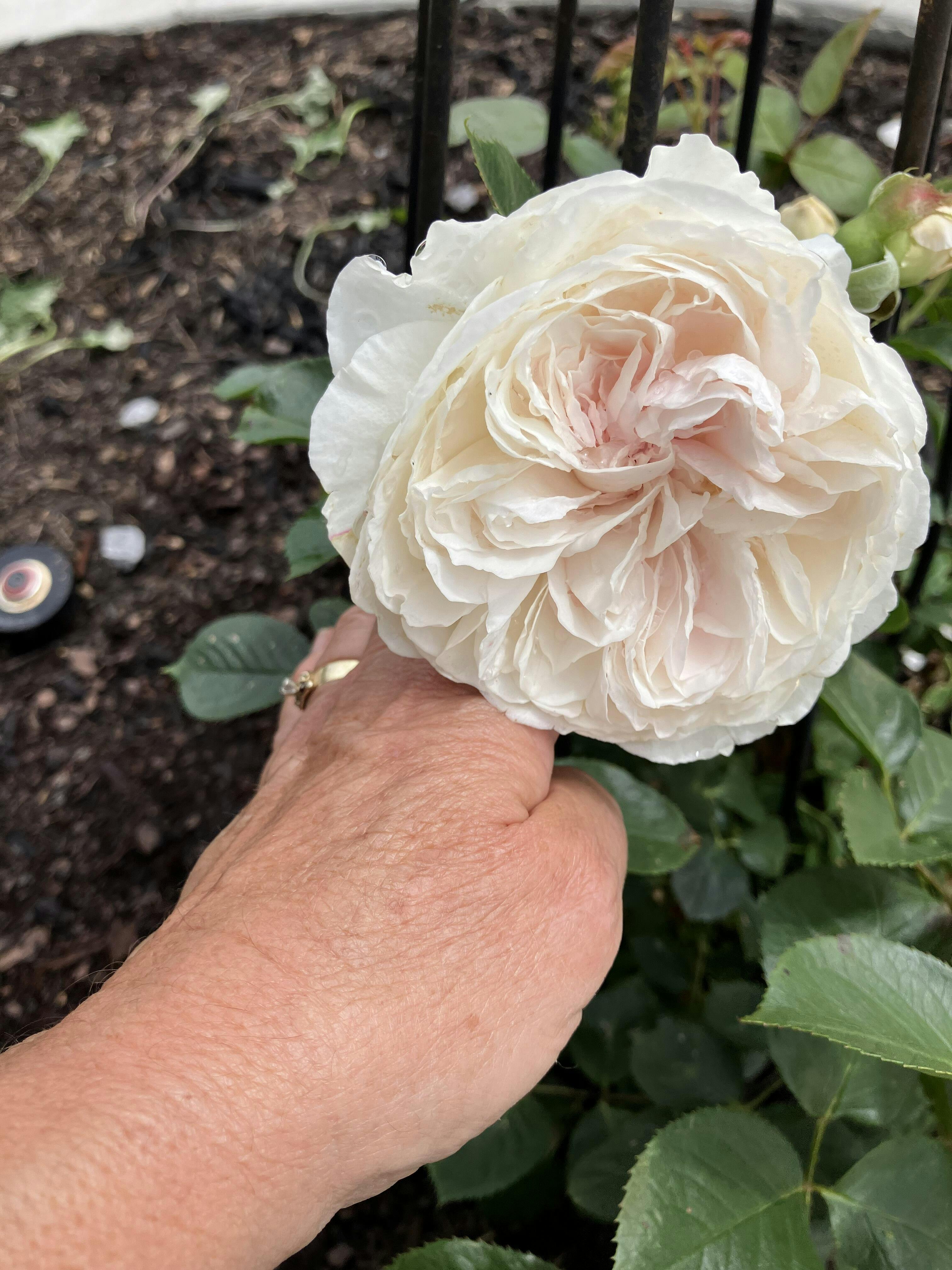 Earth Angel Rose - Floribunda - Exceptionally Fragrant – Heirloom Roses